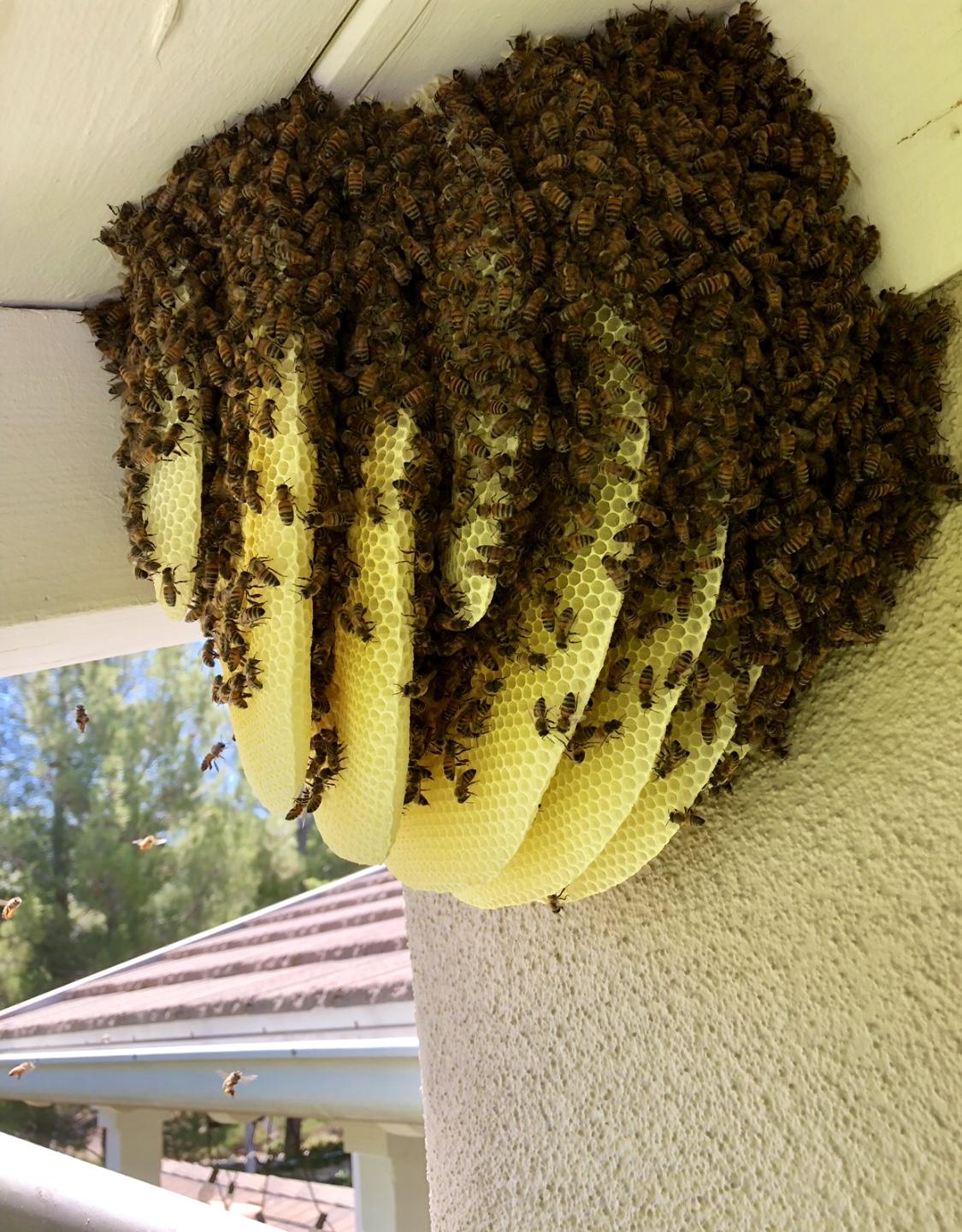 Beehive Removal - APA BEE REMOVAL