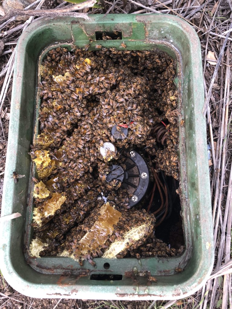 Beehive Removal - APA BEE REMOVALExpert Beehive Removal Services For ...