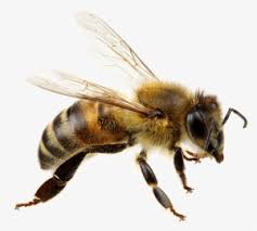Africanized Bees- APA BEE Removal