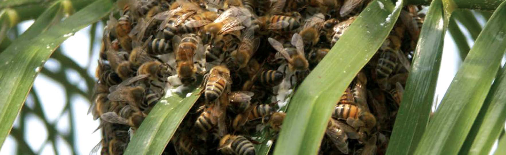 Africanized Bees- APA BEE Removal